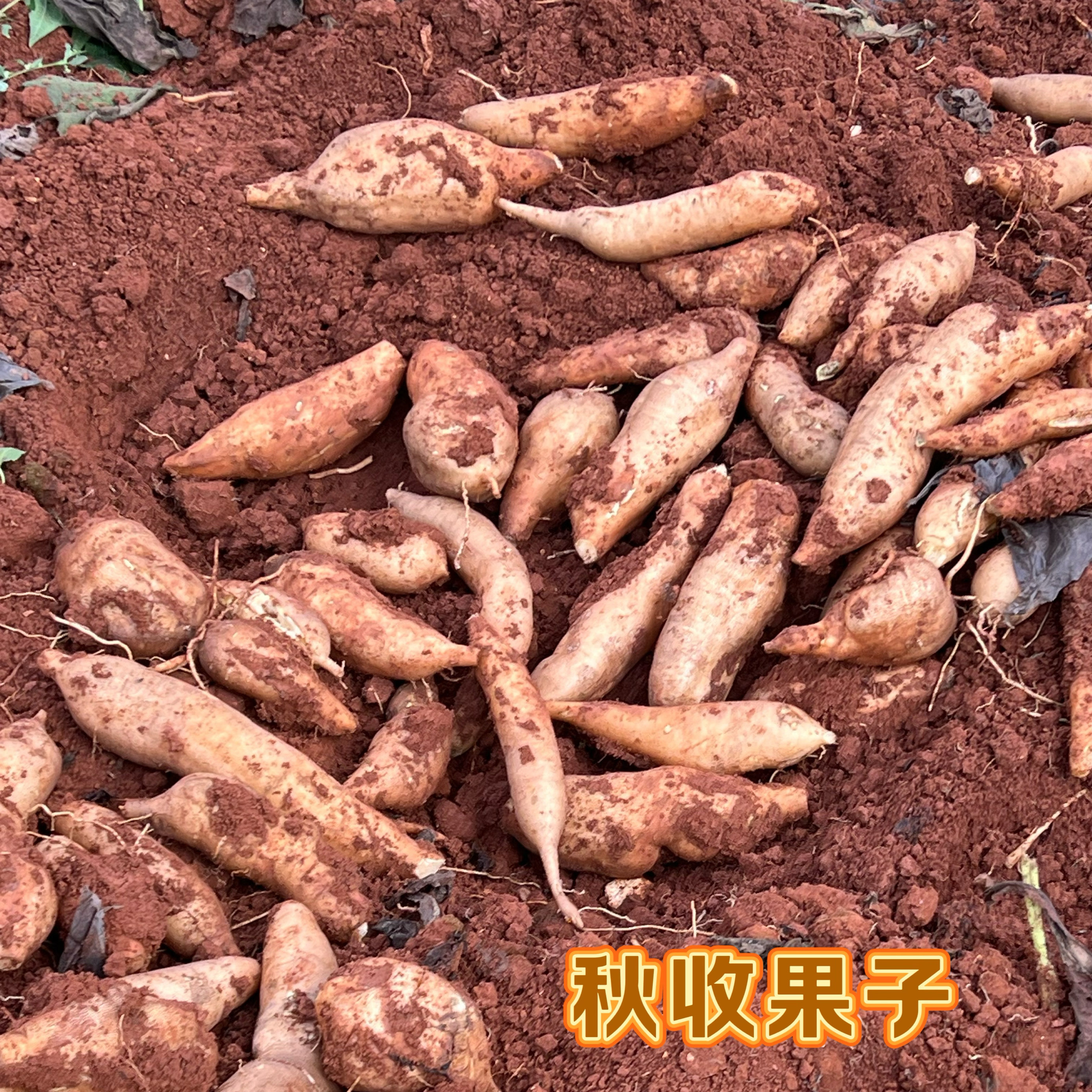 云南天山雪莲果新鲜孕妇碱性水果当季现挖黄心雪连果农家现挖现发