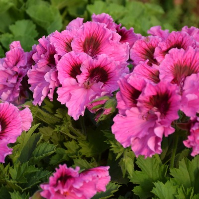 大花天竺葵花苗阳台庭院草本花卉