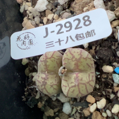 2928毛杂