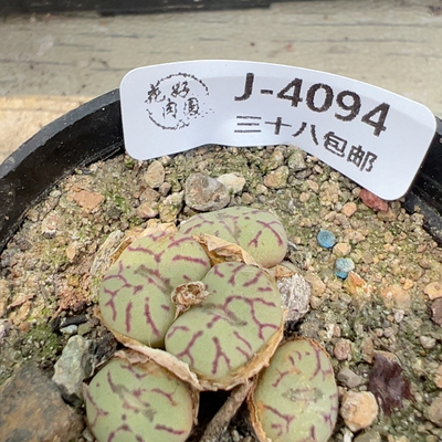4094清姬