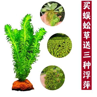 水草植物养龟鱼草缸净水绿植
