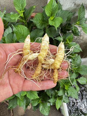 多花黄精安徽大别山姜形甜品倒苗按颗卖老虎姜盆栽景观铜铃状白花