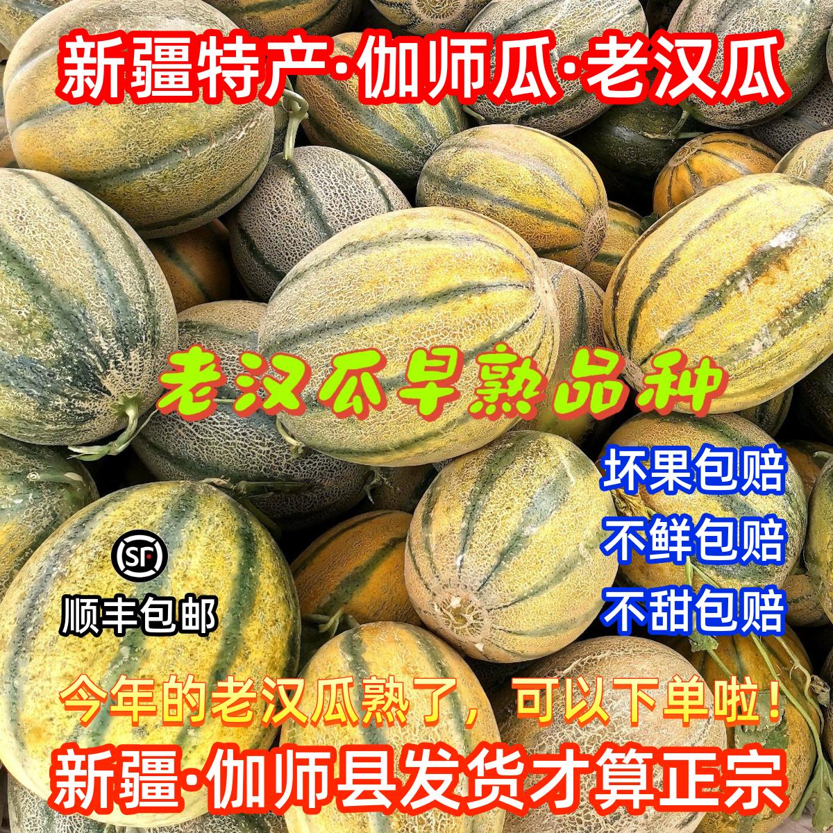 正宗新疆特产伽师老汉瓜喀什冰淇淋香甜瓜应季新鲜水果哈密瓜包邮