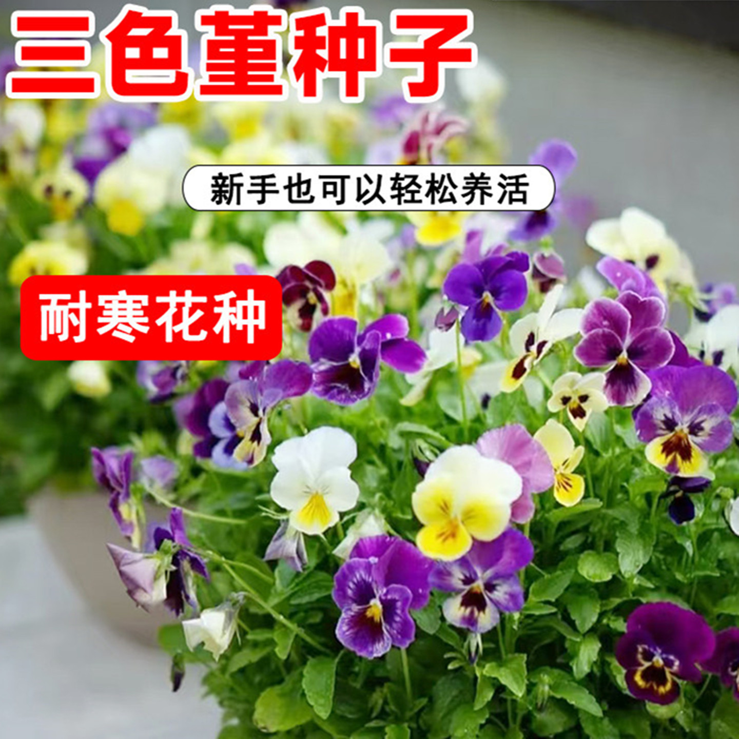 三色堇花种子籽盆栽角堇种子猫脸花植物花种孑室内外花卉四季开花