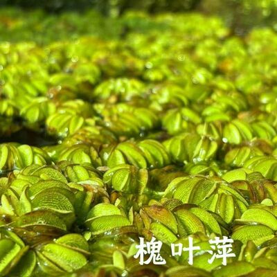 浮萍水草槐叶萍兔耳萍浮游植物池塘庭院植物浮性净化水质易繁殖