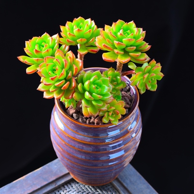 绿植蒂亚含盆云南直发多肉植物