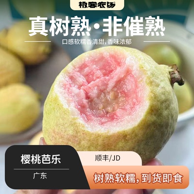 樱桃芭乐 软糯清甜 香气馥郁 绵密丝滑的奶油口感 成熟度高 SF/JD