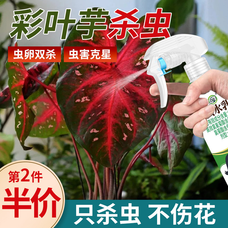 彩叶芋杀虫剂花卉植物土壤灭盆栽小飞虫药蚧壳虫蚜虫打虫家用治虫