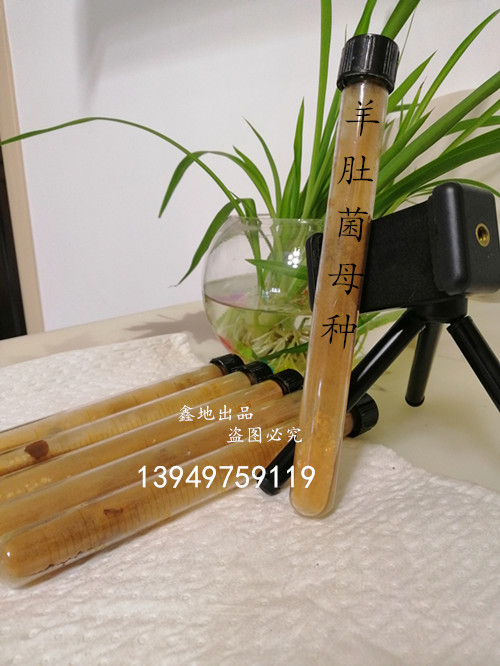 羊肚菌母种供应商菌种子栽培种植技术野生菌蘑菇菌种试管种可扩繁