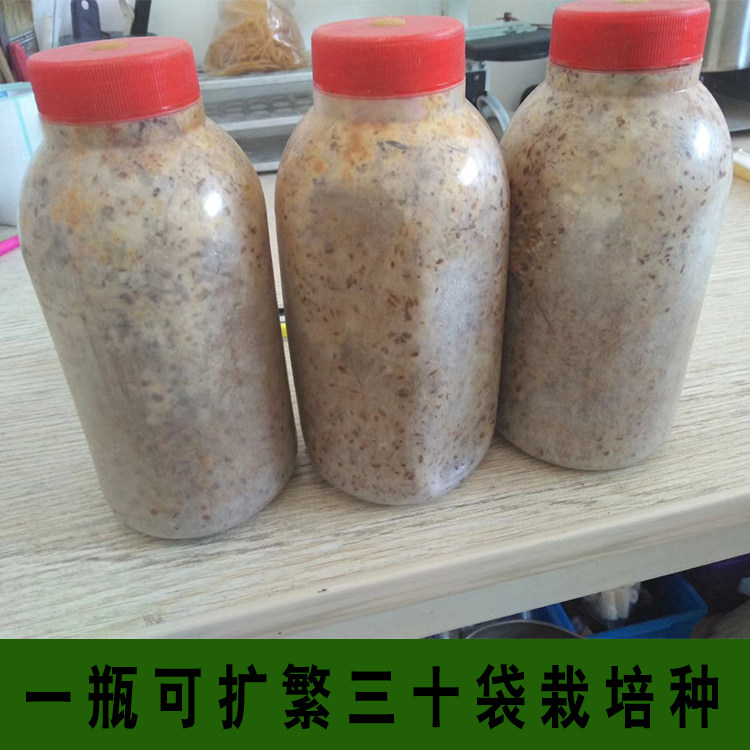 羊肚菌原种羊肚菌菌种子蘑菇二级种谷粒种1瓶可扩繁30袋工厂直销