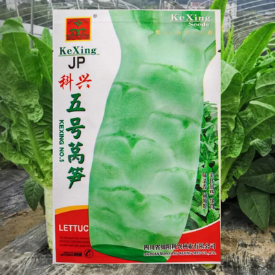 科兴五号莴笋种子耐热抗高温莴笋
