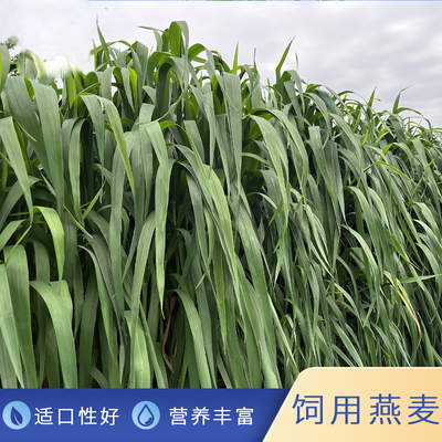 高产型燕麦种子燕麦饲养牛羊鸡鸭鹅猪草养殖四季耐寒牧草种子优质