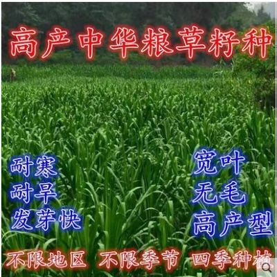 中华粮草牧草种子多年生四季甜象草黑麦草苏种丹草鸡猪牛高丹草籽
