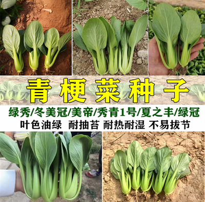 青梗菜种子四季小青菜苏州青上海青美帝青菜种籽耐热耐湿蔬菜种子