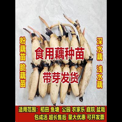 食用莲藕种苗种根池田高产大型蔬菜莲藕荷花苗粉脆藕种根苗藕苗水