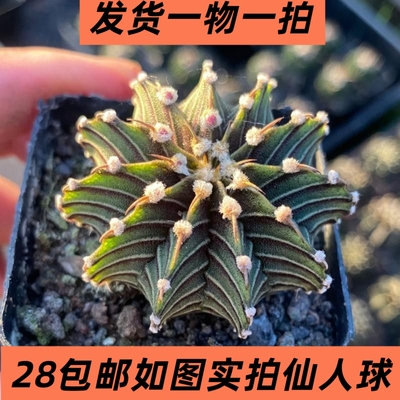 一物一拍实生肋骨牡丹仙人球
