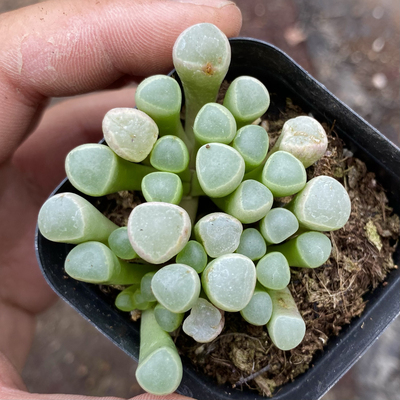 五十铃玉多肉玉露十二卷