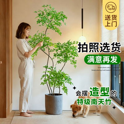 南天竹盆栽客厅大型绿植真树