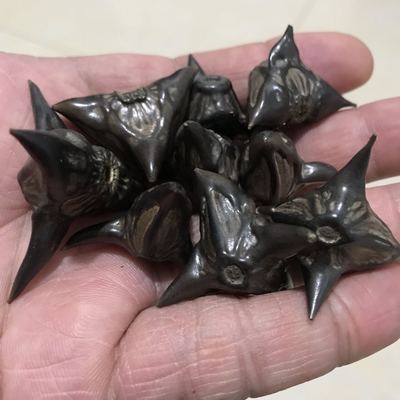 天然黑色鬼角菩提子籽四角和两角黑牛头马面黑李逵神物发货