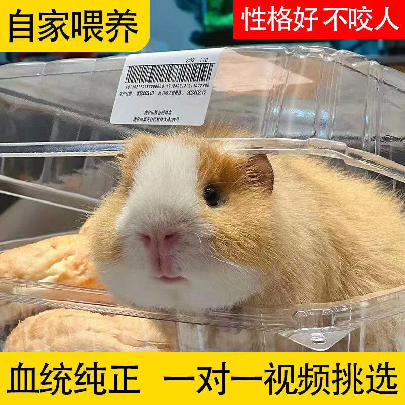 宠物荷兰猪活物荷兰鼠豚鼠荷兰兔彩豚白豚老鼠兔活物幼崽疫苗已打