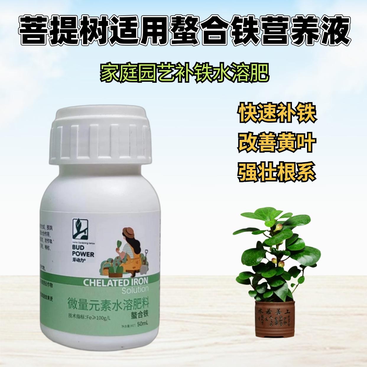 小盼菩提树螯合铁营养液室内阳台盆景栽种植物专用花肥料叶片发黄