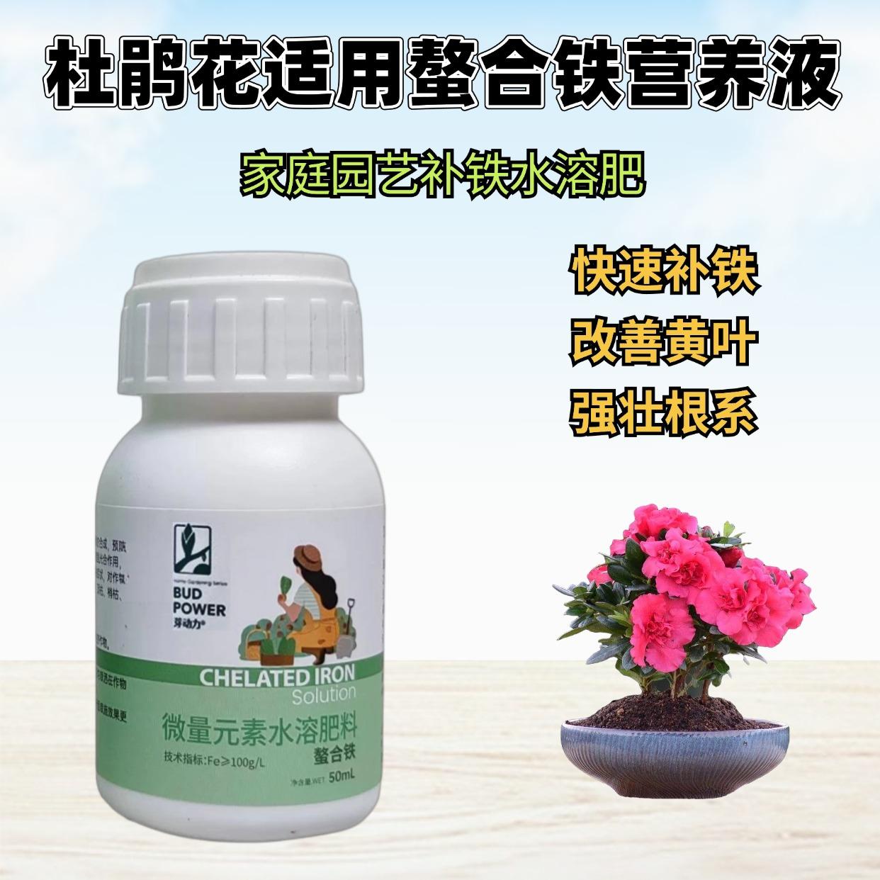 杜鹃花映山红螯合铁营养液室内庭院盆景绿植专用花卉肥料叶片发黄