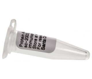 Santa Cruz sc-2003 Protein A/G PLUS-Agarose 2 ml经典琼脂糖珠