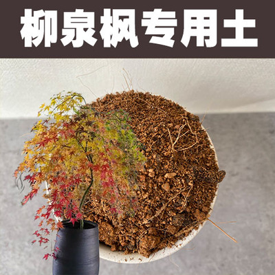 柳泉枫专用沙质土盆栽土
