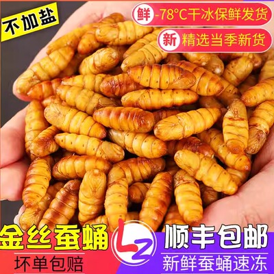 2025年新鲜金丝蚕蛹蝉蛹活体冷冻农家山东特产不加盐顺丰商用四斤