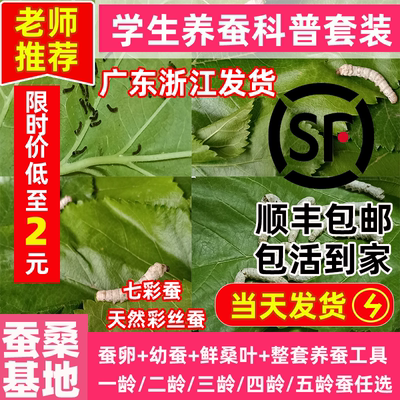 优质蚕宝宝活体蚕卵学生养蚕套装蚕宝宝幼虫春蚕七彩蚕宝宝卵桑叶