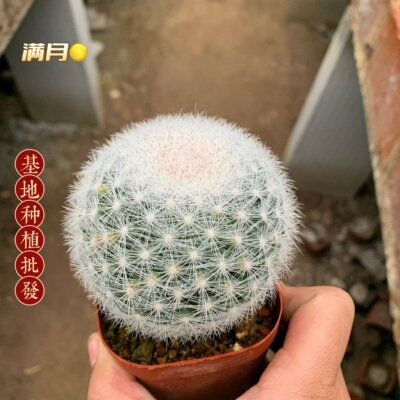 乳突球属 满月雪白丸 Mammillaria candida 实生球精品仙人球阳台
