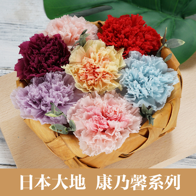 康乃馨散装0238002180日本大