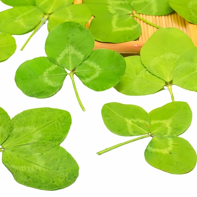 白车轴草干叶子植物标本