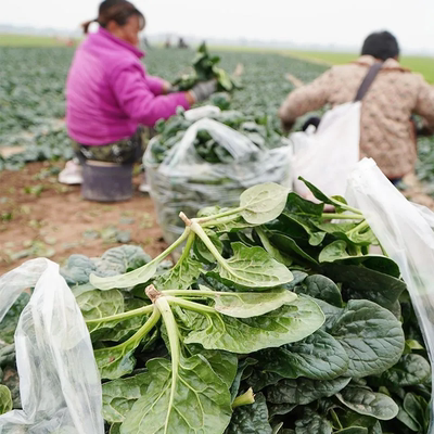 河南趴地菠菜冬季新鲜霜打大叶红