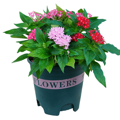 繁星花五星花盆栽耐高温庭院花卉