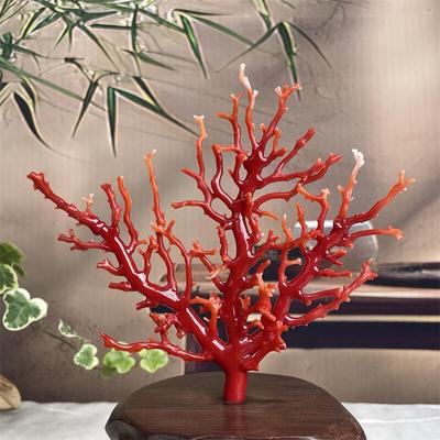 天然赤血红珊瑚树摆件51.3克原色有机宝石阿卡沙丁深海红科西嘉速