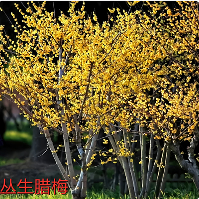 腊梅花树苗丛生盆栽大型
