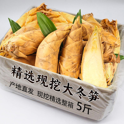 临安冬笋新鲜现挖5斤浙江天目山野生毛竹笋春笋正宗鲜笋黄泥笋邮3