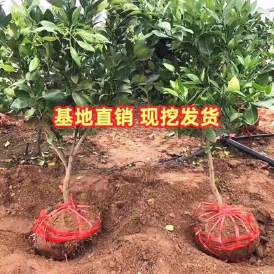 极晚熟桔子苗 玫瑰香柑树苗 新品种柑桔苗 玫瑰香柑橘苗12月成熟