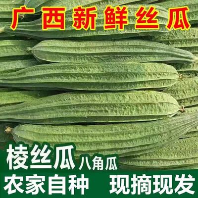 广西新鲜棱角丝瓜八角瓜现摘大肉绿油丝瓜清甜当季蔬菜5斤整箱