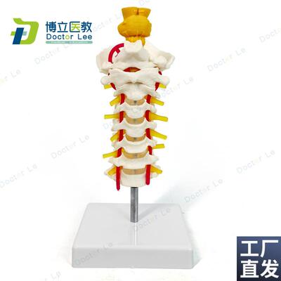 颈椎模型颈椎带脑干颈t椎带颈动脉后枕骨椎间盘与神经模型