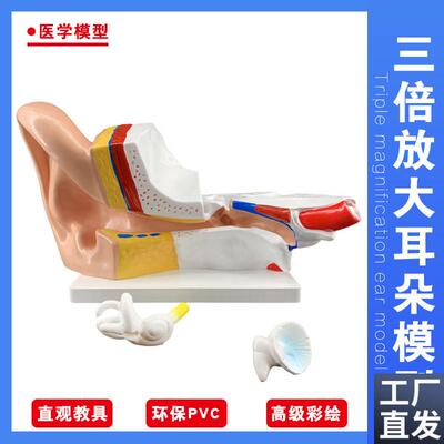 大耳模型耳朵解剖结构内耳迷路模型耳鼻喉R科医学耳解剖模具