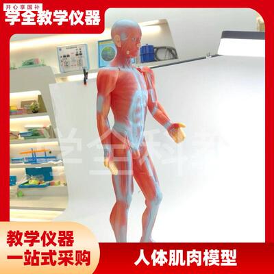 人体肌肉模型人体全身肌肉模型85cml课堂生物教学仪器材实验器材