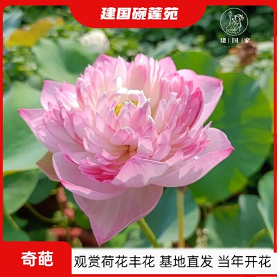 奇葩大型碗莲种藕荷花观赏植物