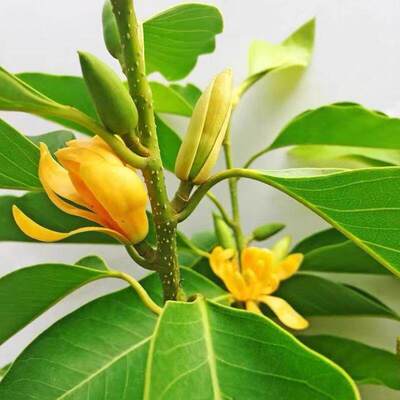 白兰花盆栽玉树苗带花苞