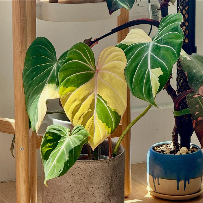 明脉锦蔓绿绒 室内观叶绿植盆栽花卉超大叶片渐变色绿叶植物 植途