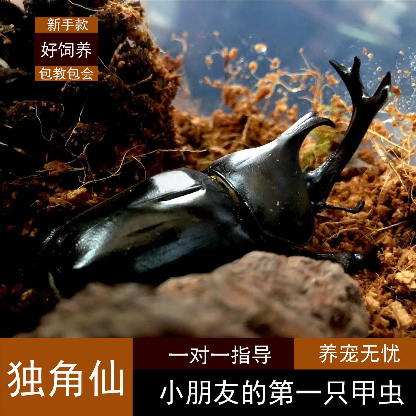 独角仙活虫甲姬兜长戟大兜稀罕宠物新手套餐好养昆虫甲虫成虫幼虫
