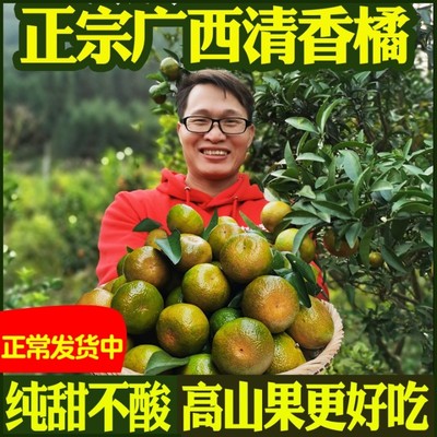 【纯甜不酸】广西桂林清香蜜桔