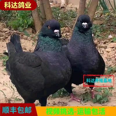 元宝鸽活体黑色大体型一对种鸽可繁殖宠物观赏包邮