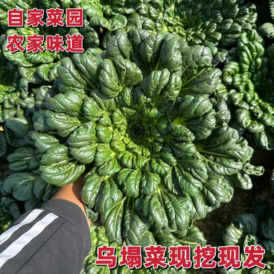 乌塌菜农家自种新鲜霜冻小八叶塌菜青菜黄心菜黑叶菜火锅配菜
